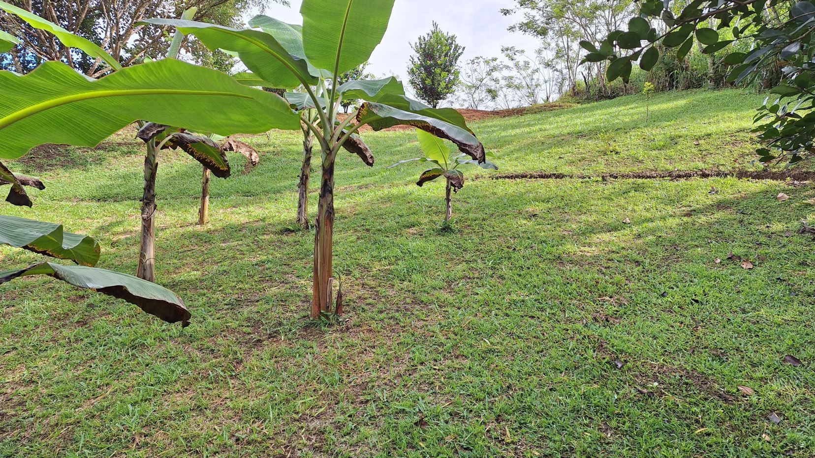 Sustainable Lot For Sale in the privacy of Perez Zeledon, Rosario De ...